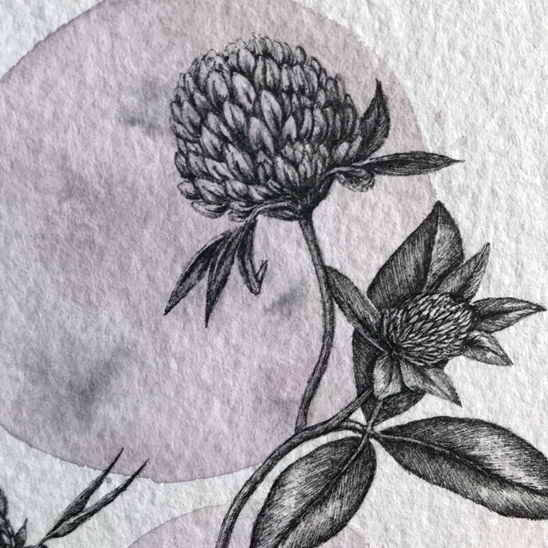 Red Clover Print – Aimee Nesbitt Designs